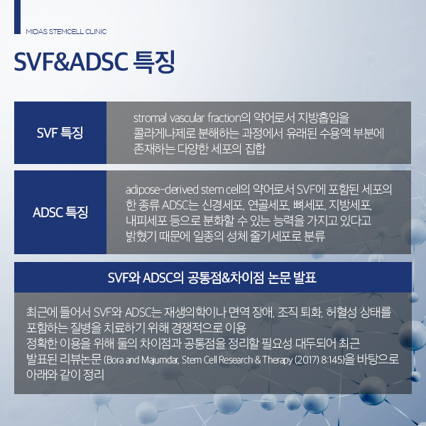 SVF(신선줄기세포)VS ADSC(지방줄기세포) 공통점,차이점 > 미다스칼럼 | 미다스성형외과 줄기세포가슴성형