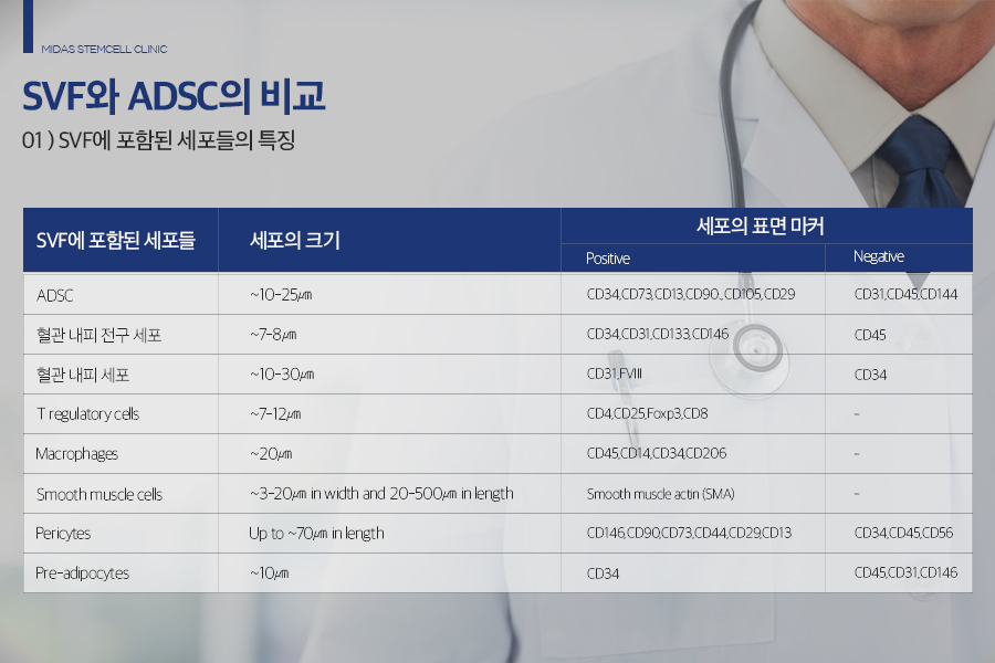 SVF(신선줄기세포)VS ADSC(지방줄기세포) 공통점,차이점 > 미다스칼럼 | 미다스성형외과 줄기세포가슴성형