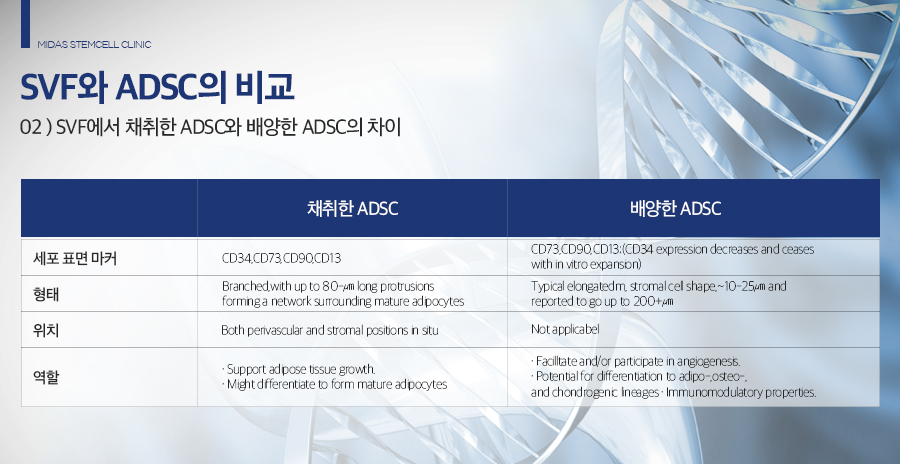 SVF(신선줄기세포)VS ADSC(지방줄기세포) 공통점,차이점 > 미다스칼럼 | 미다스성형외과 줄기세포가슴성형